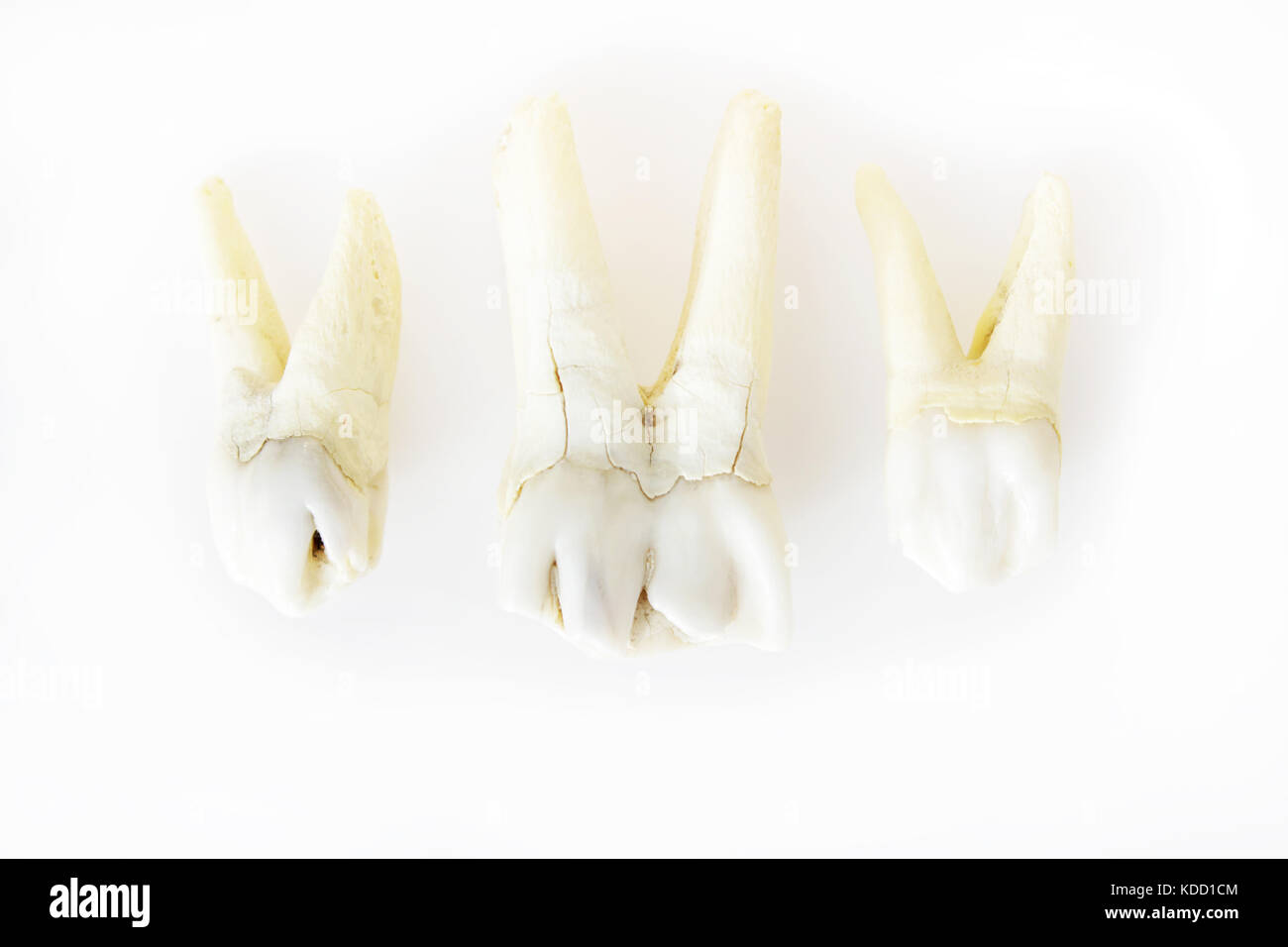 three cow's teeth with roots on a white background Stock Photo - Alamy