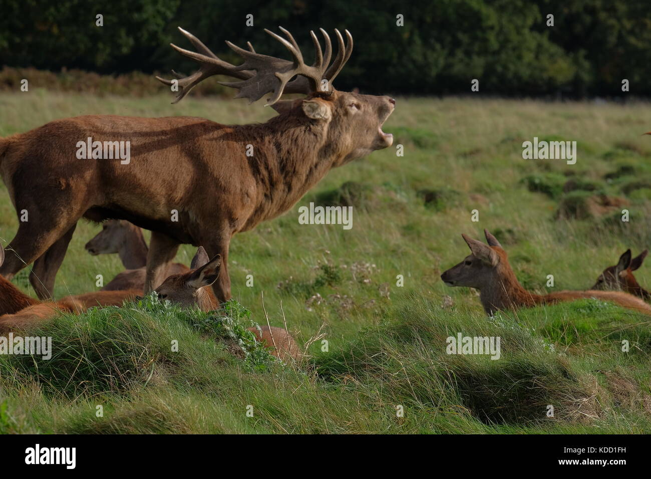 wild deer in park Stock Photo - Alamy