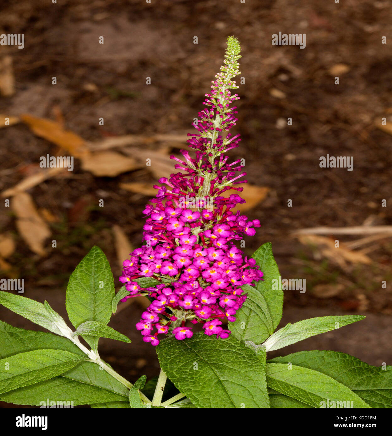 Magenta / pink flowers of Buddleia "CranRazz Stock Photo - Alamy