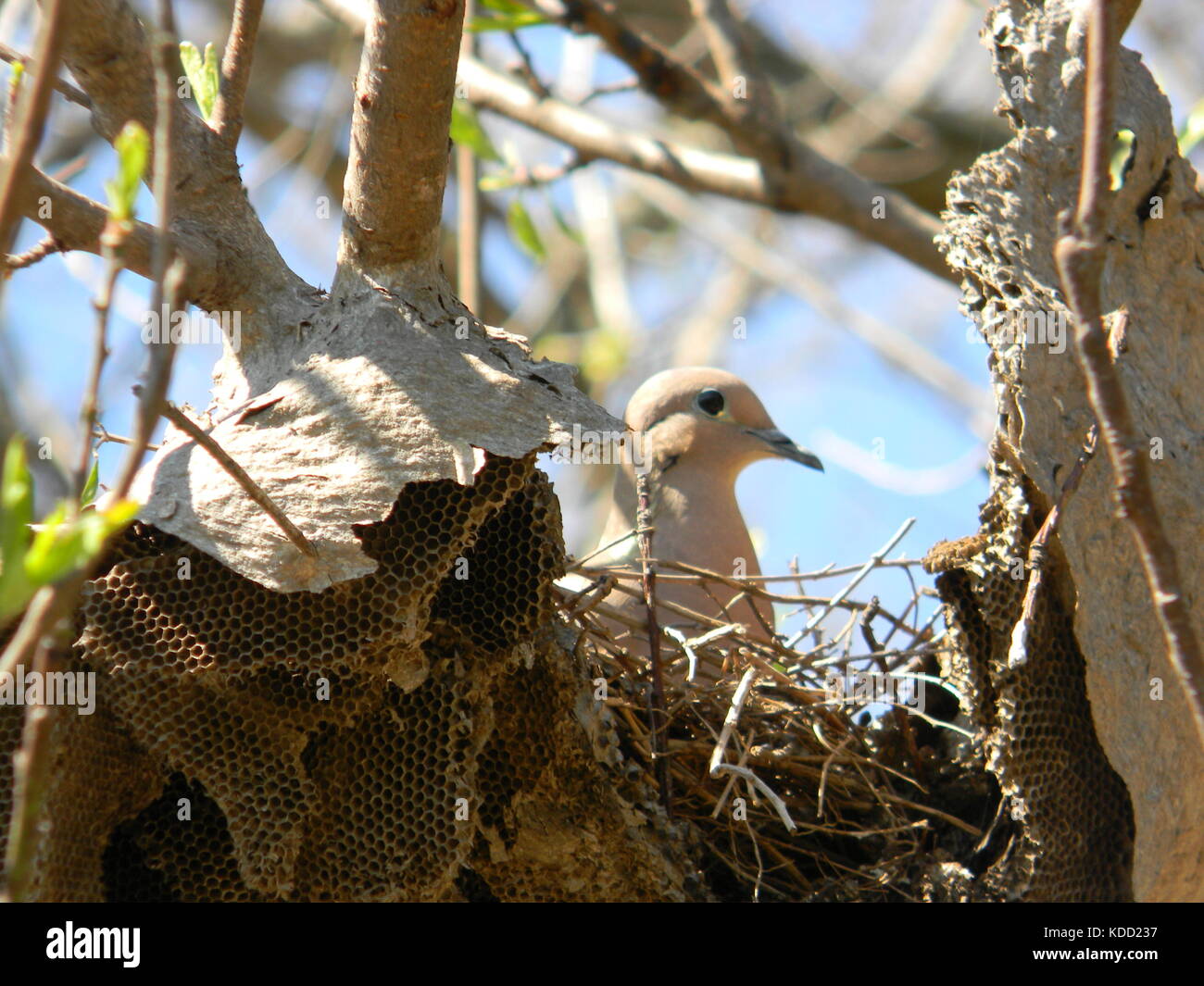 pigeon nests on an abandoned honeycomb Stock Photo - Alamy