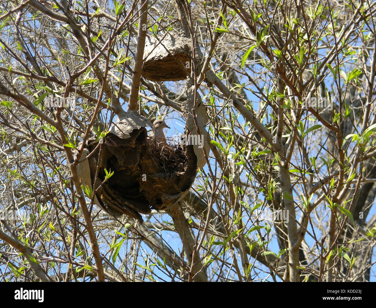 pigeon nests on an abandoned honeycomb Stock Photo - Alamy