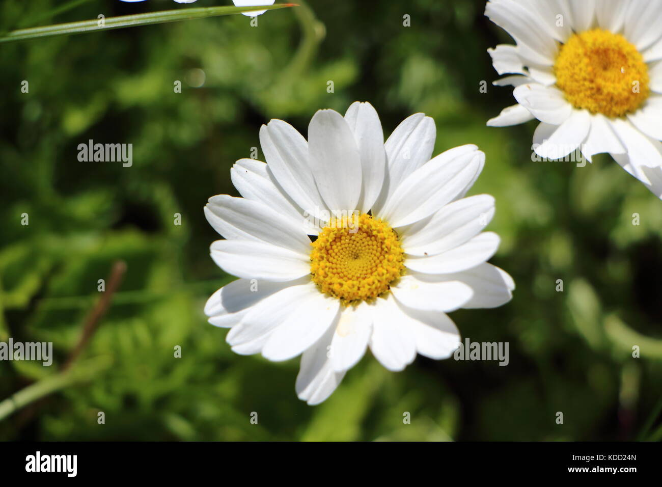 Leucanthemum vulgare leaf hi-res stock photography and images - Alamy