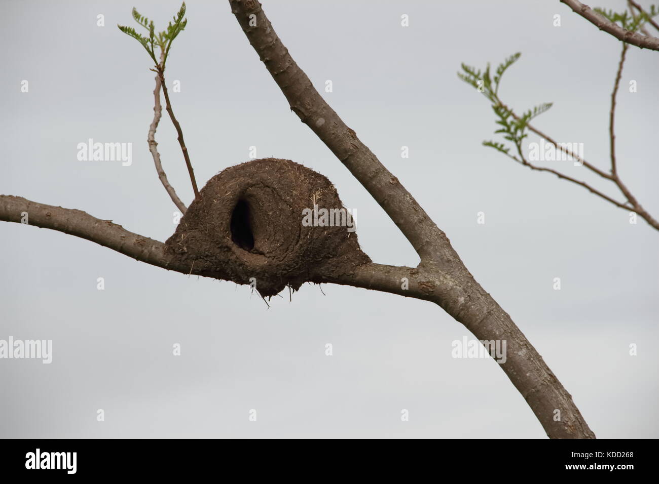nest of baker on green and bare branches Stock Photo - Alamy