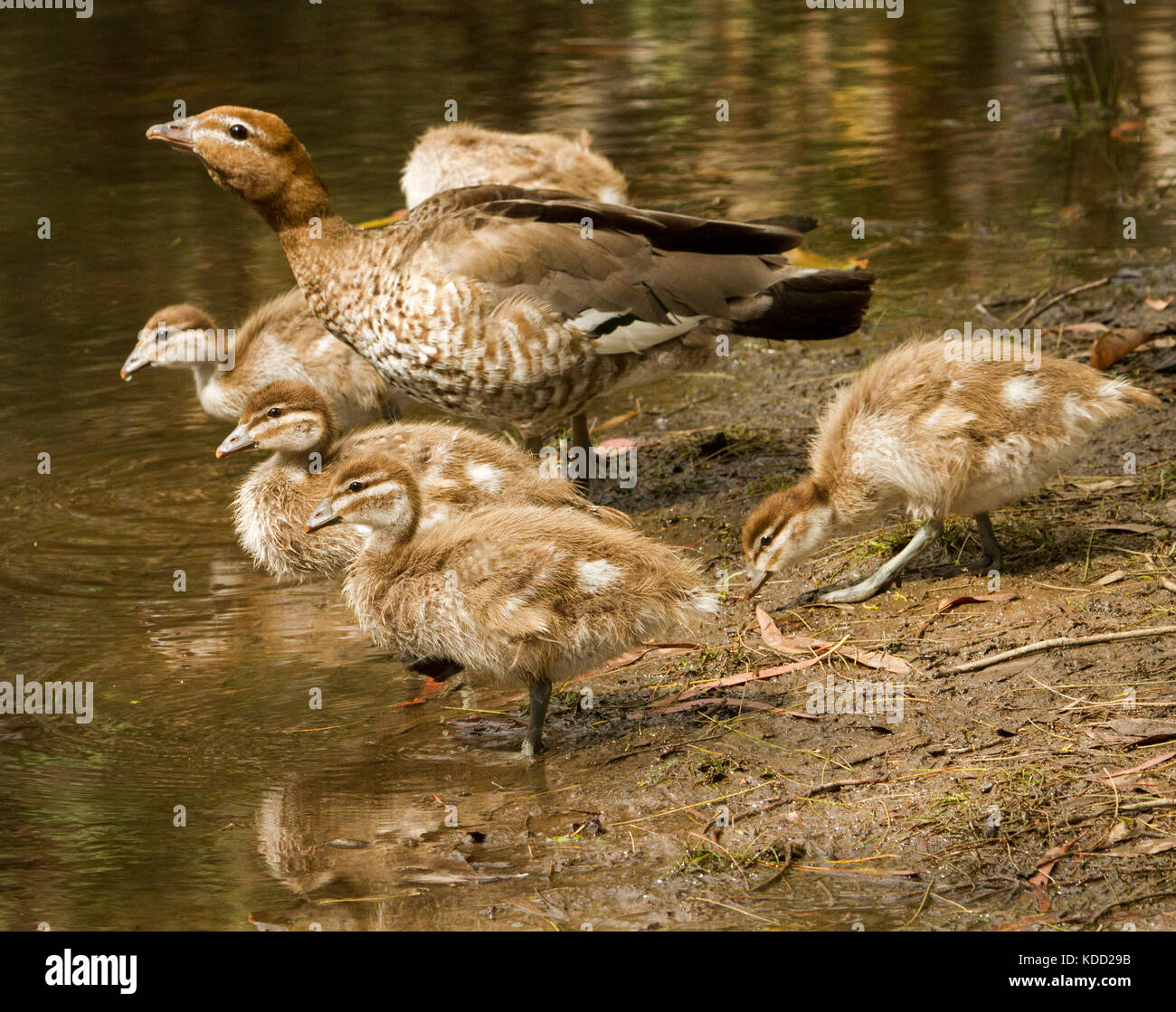 Australian wood duck / maned duck, Chenonetta jubata, with flock of ...