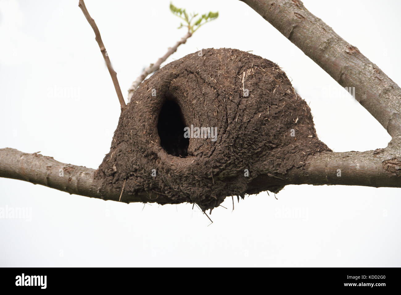 nest of baker on green and bare branches Stock Photo - Alamy