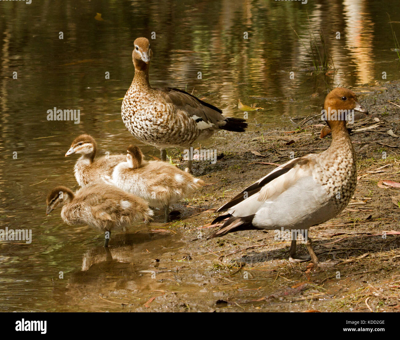 Family of Australian wood / maned ducks, Chenonetta jubata, with ...