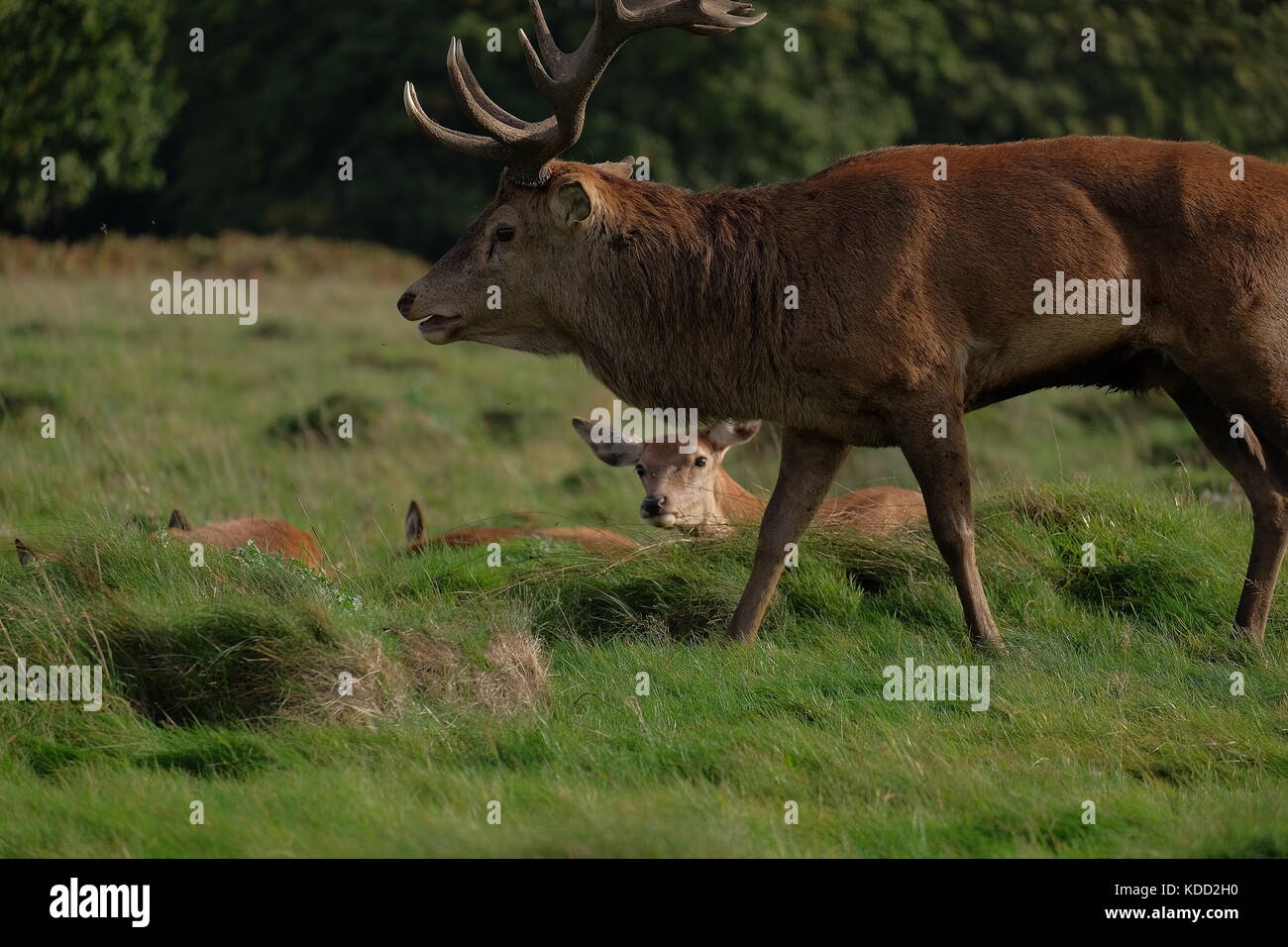 red deer in rutting season Stock Photo - Alamy