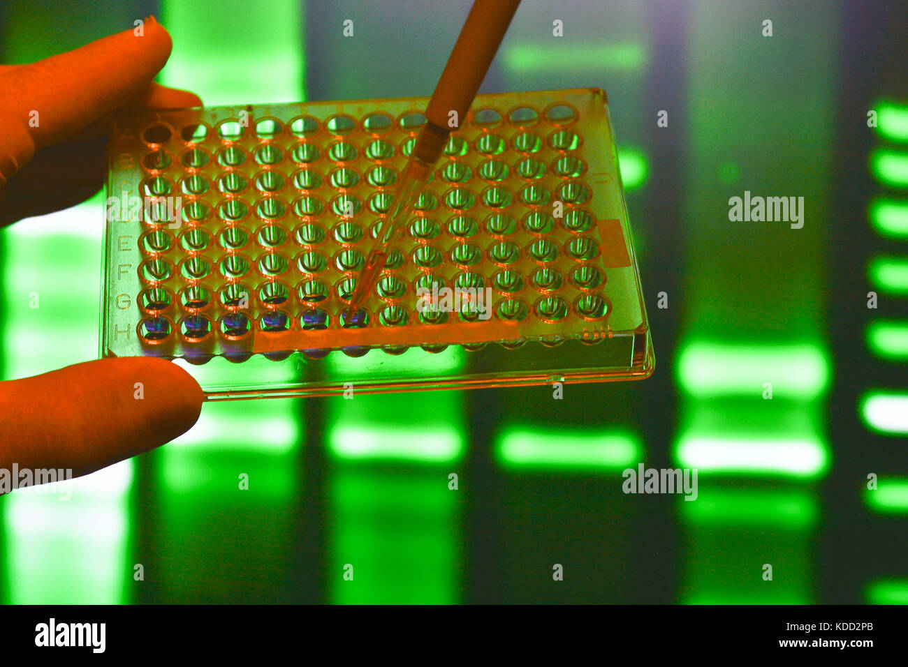 DNA testing in the laboratory. A well plate in the researcher's hand ...