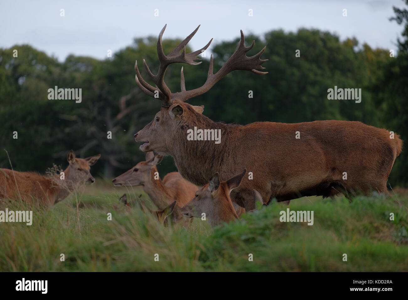 red deer in rutting season Stock Photo - Alamy