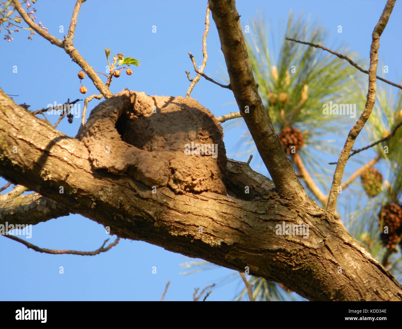 nest of baker on green and bare branches Stock Photo - Alamy