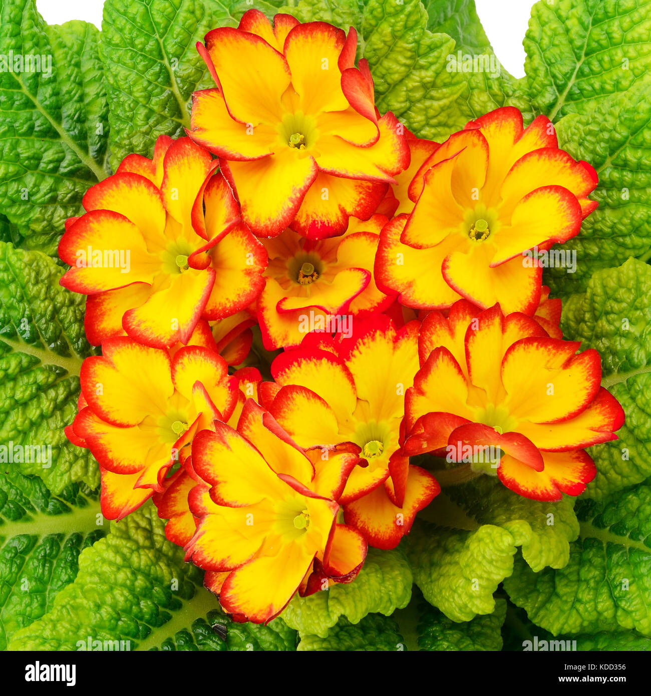 Primula blossom hi-res stock photography and images - Alamy