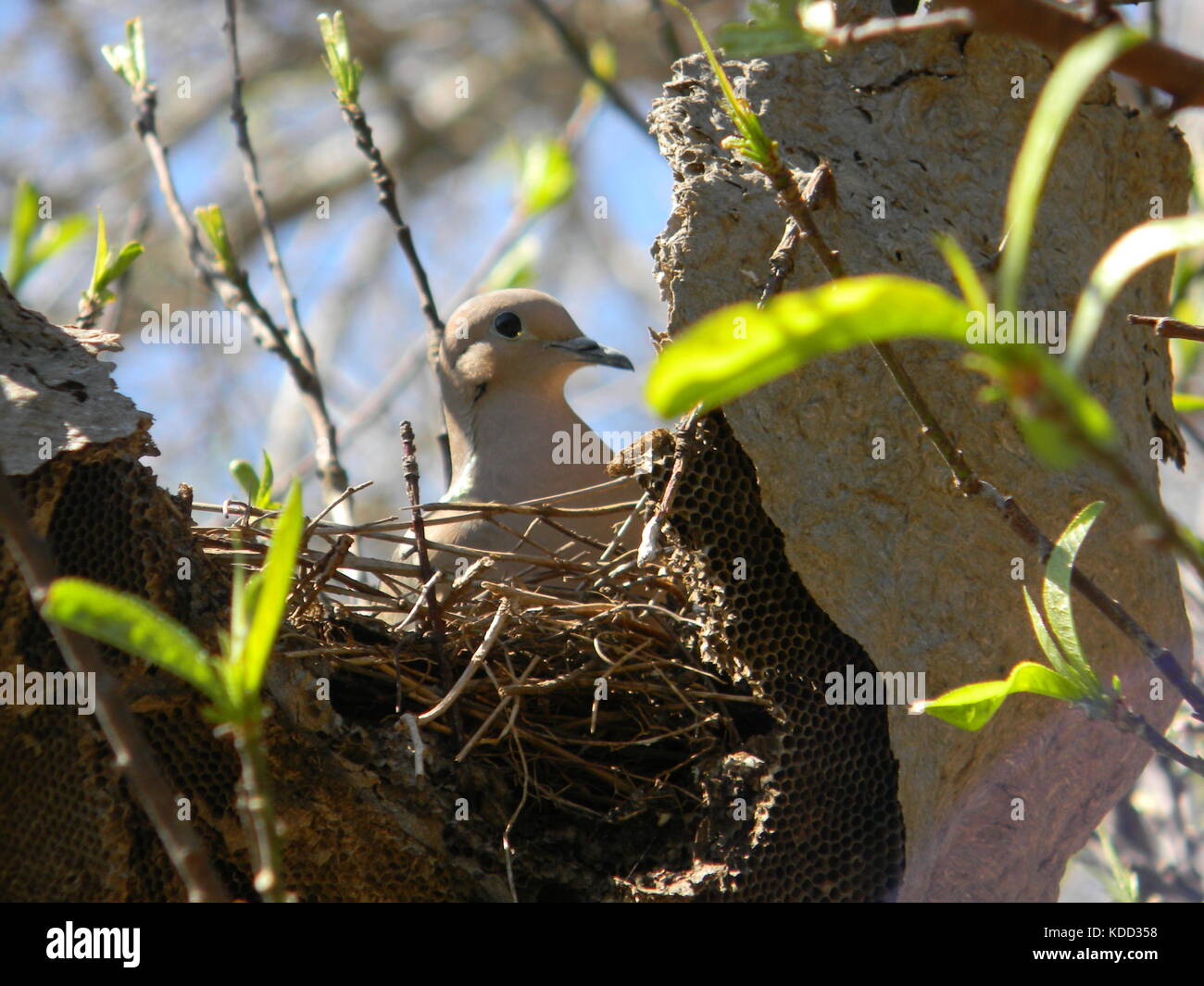 pigeon nests on an abandoned honeycomb Stock Photo - Alamy