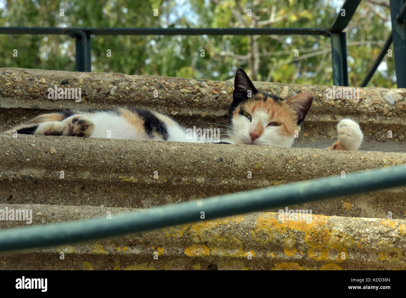 Chilling animals hi-res stock photography and images - Alamy