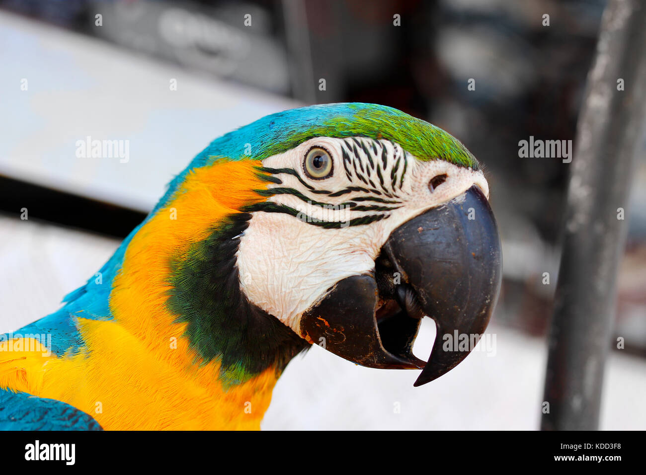 Parrot In Aruba Stock Photo - Alamy
