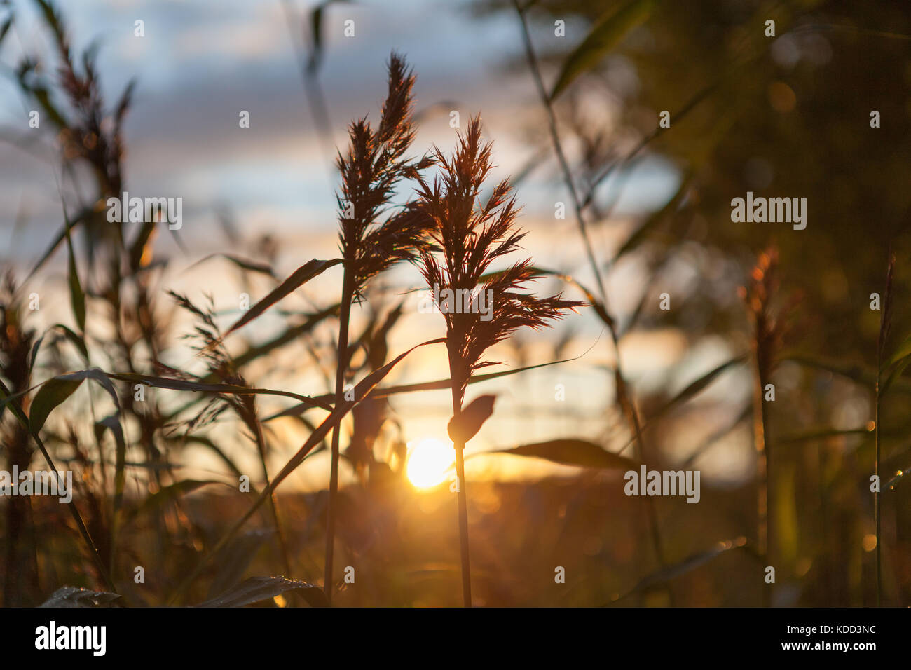 Gold suns hi-res stock photography and images - Alamy