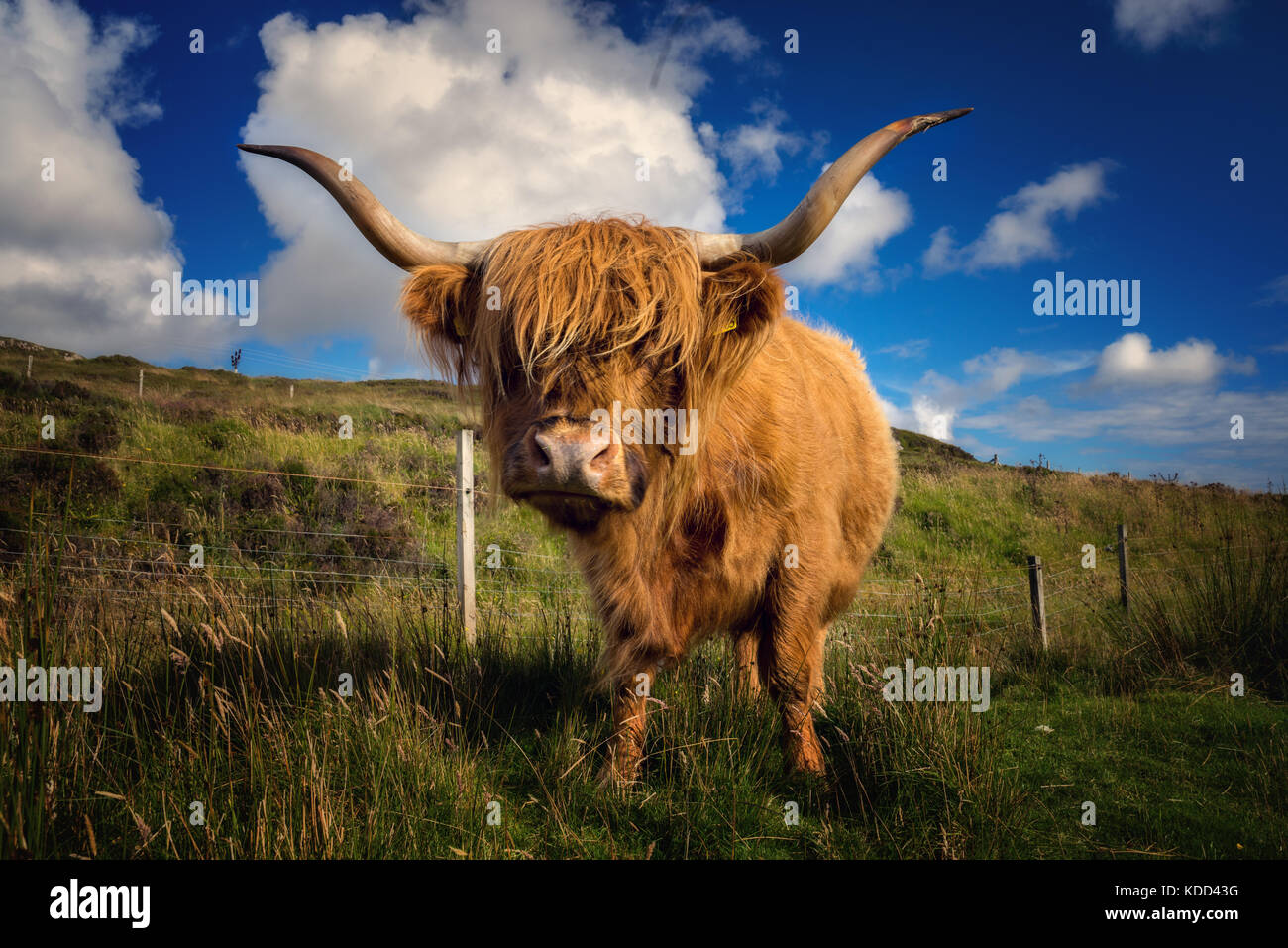 Highland cow on meadow, Isle of Skye, Scotland Stock Photo - Alamy