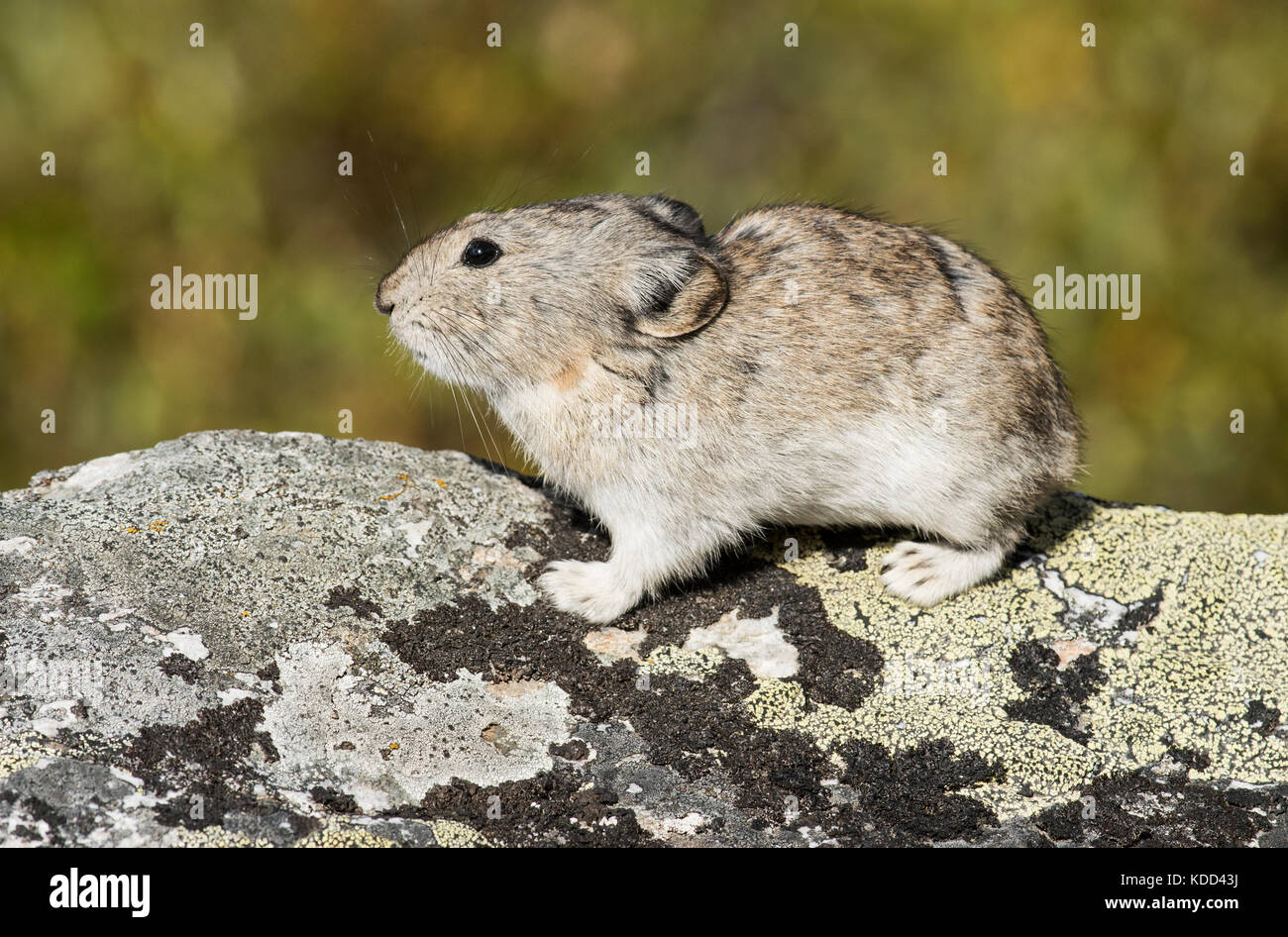 Collared Pika (aka Rock Rabbit or Coney), Denali National Park, Alaska ...