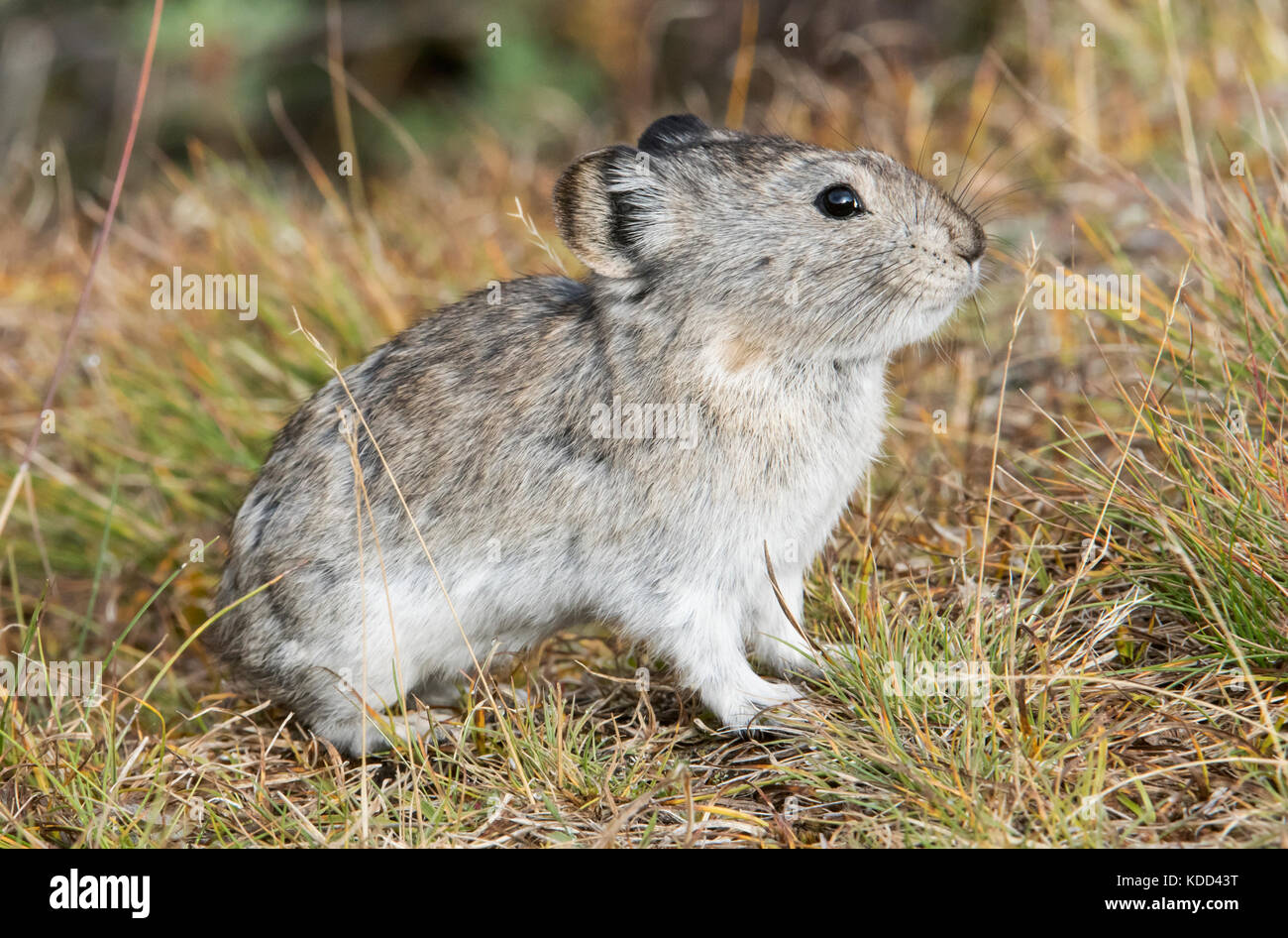Aka alaska hi-res stock photography and images - Alamy
