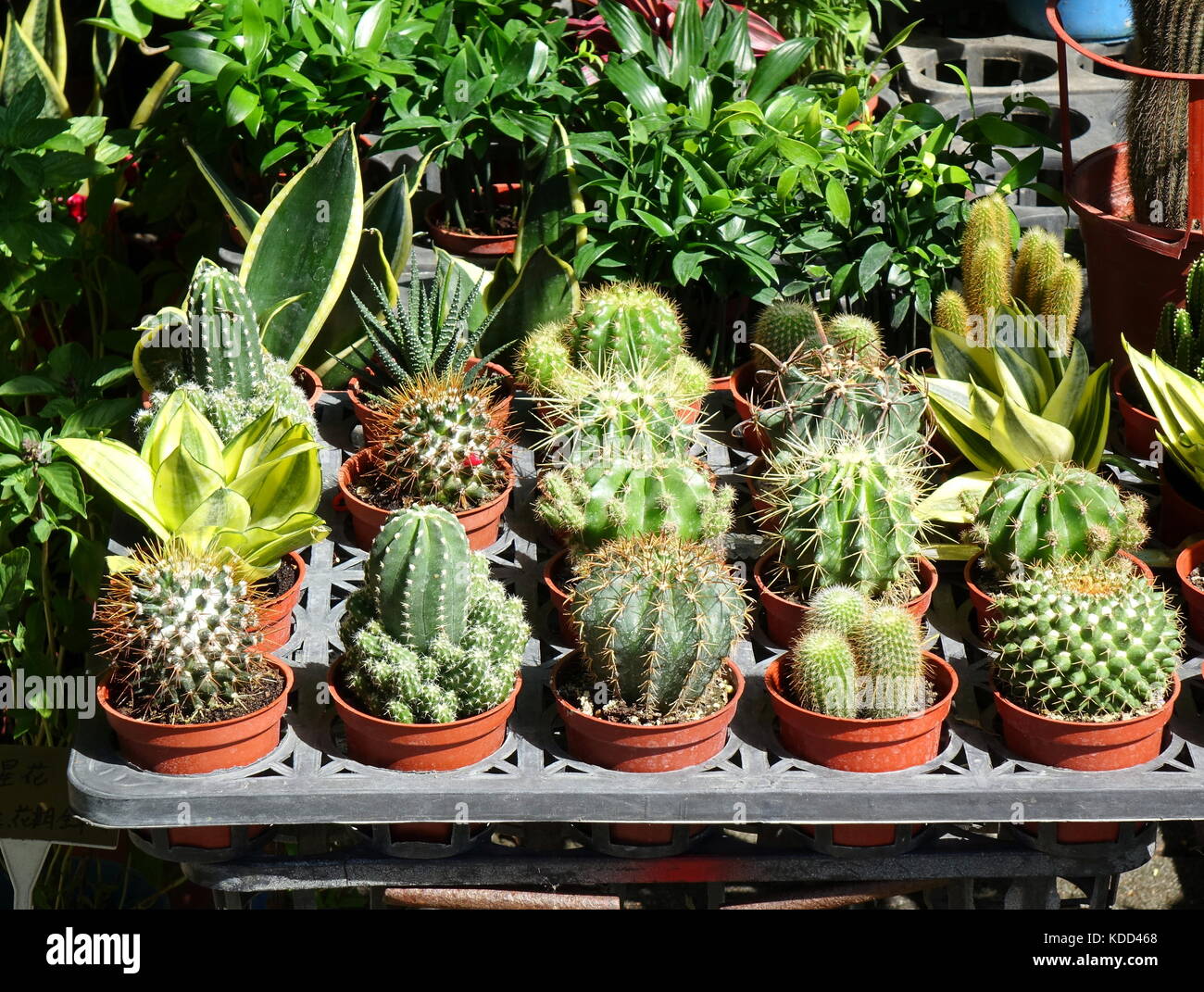 A street vendor at a flower market sells cactuses in pots Stock Photo ...
