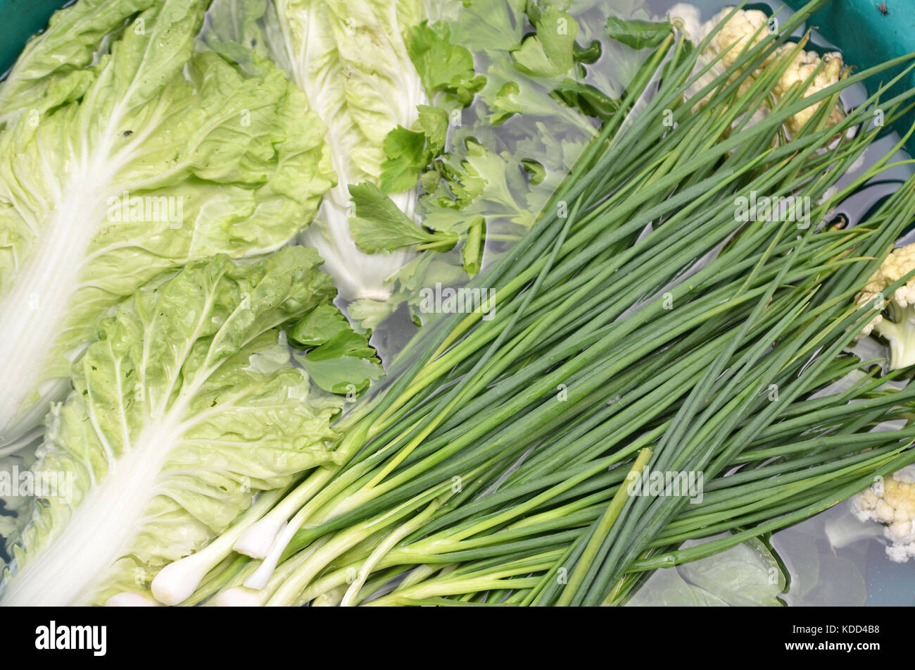 Washing various of fresh vegetables in a basin Stock Photo - Alamy