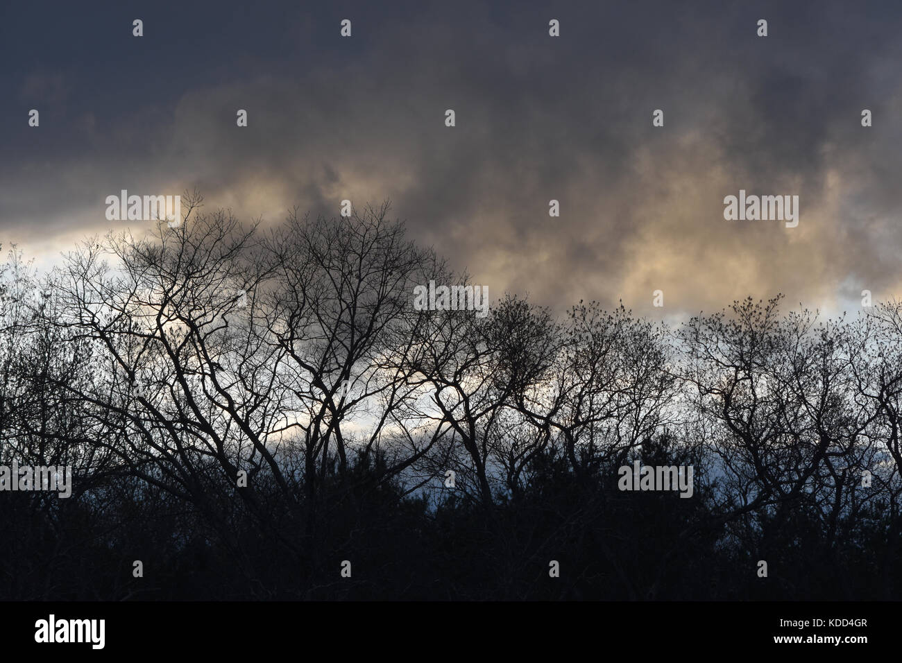 Inky treeline with glowering grey and blue sky Stock Photo - Alamy