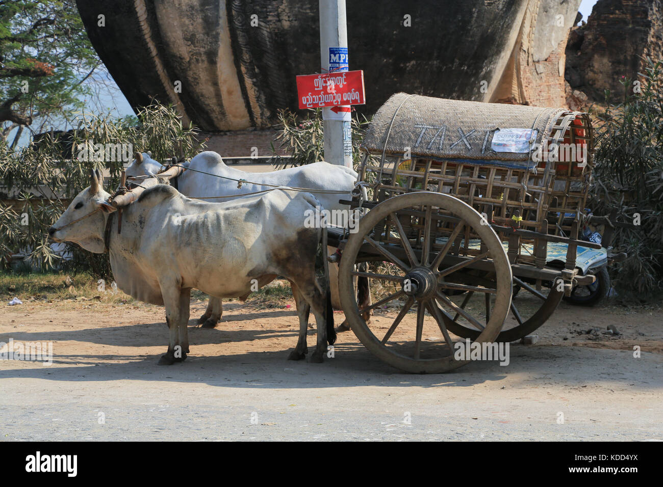 Ox cart tourist taxi at the Giant Lions sculpture at Min Kun on the ...