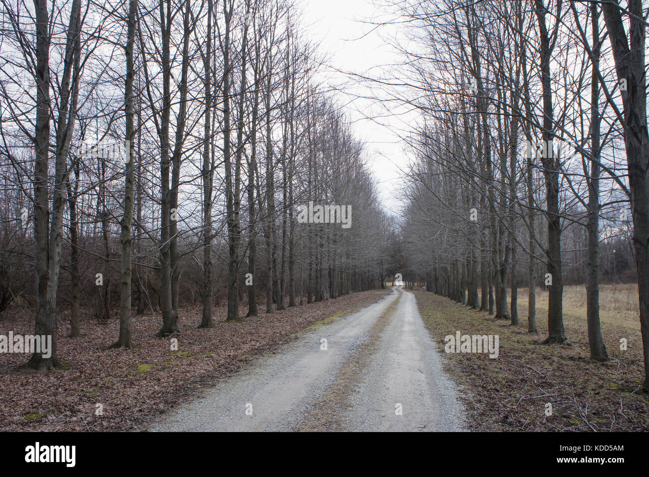 Dead tunnel tree hi-res stock photography and images - Alamy