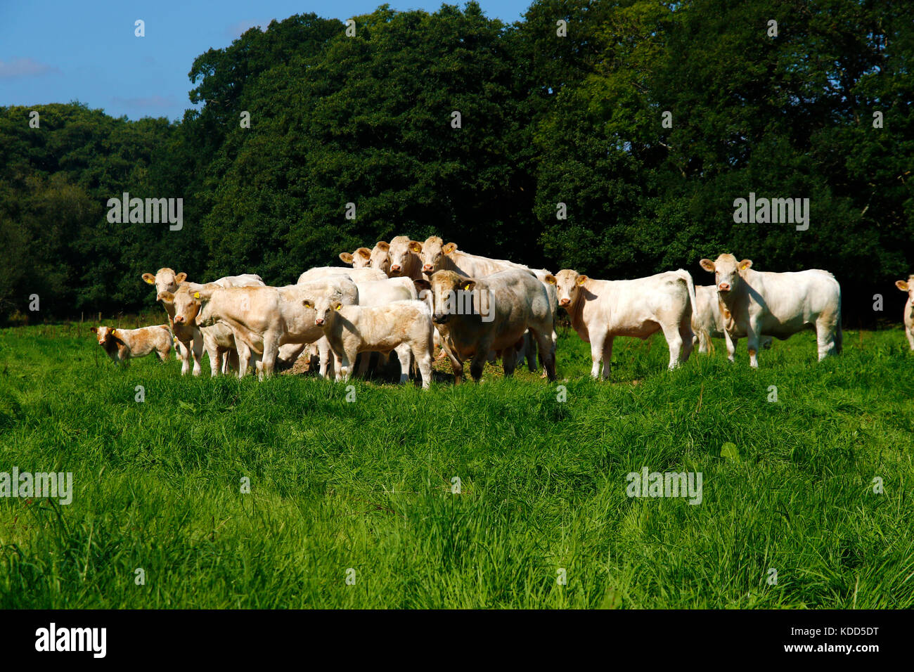 Herd of Pedigree Charolais cattle enjoying Devonshire sunshine Stock ...