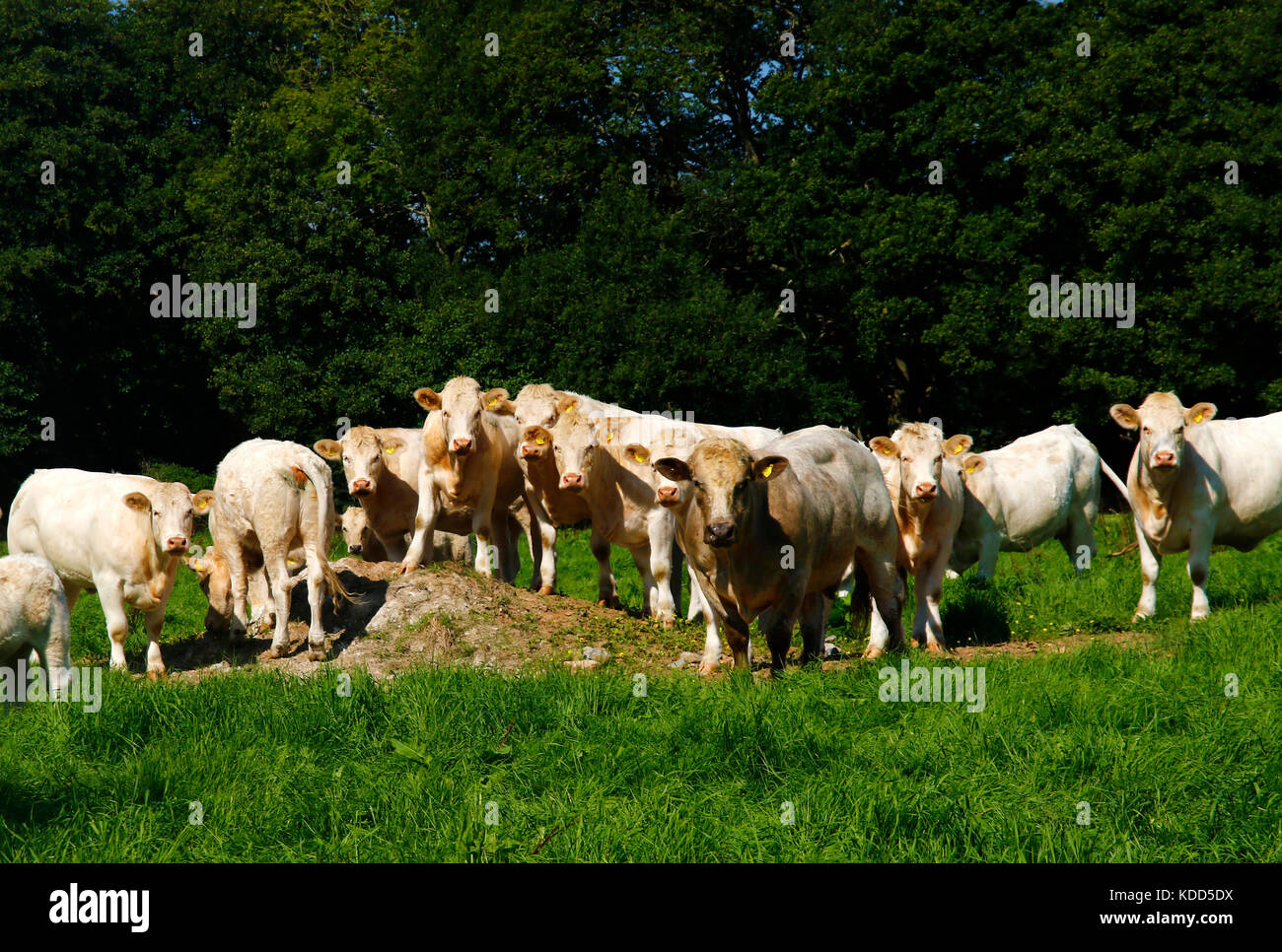 Herd of Pedigree Charolais cattle enjoying Devonshire sunshine Stock ...