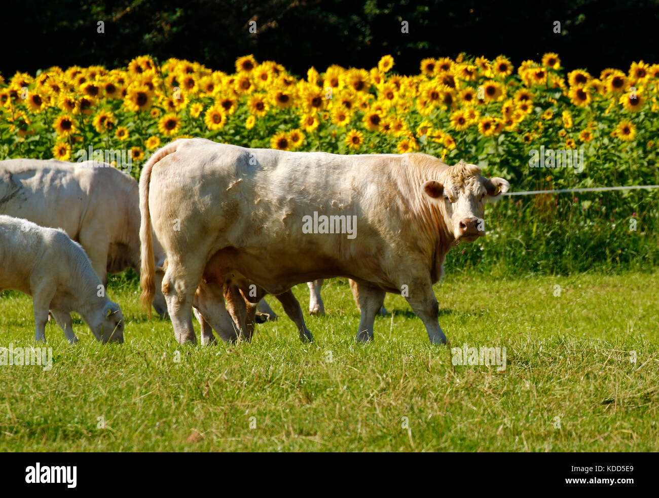 Herd of Pedigree Charolais cattle enjoying Devonshire sunshine Stock ...