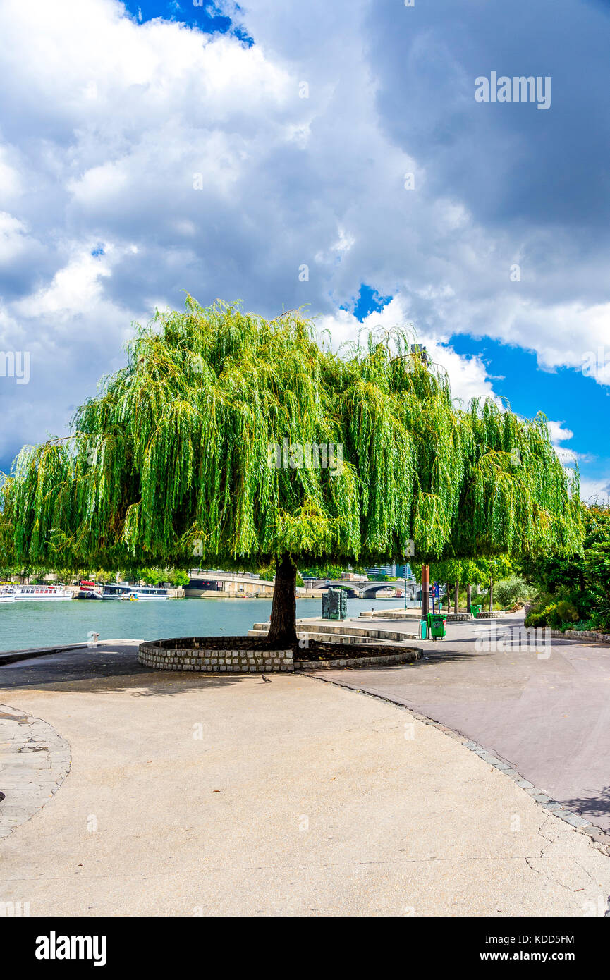 Weeping Willow within the Sculpture Park next to the Seine River in ...