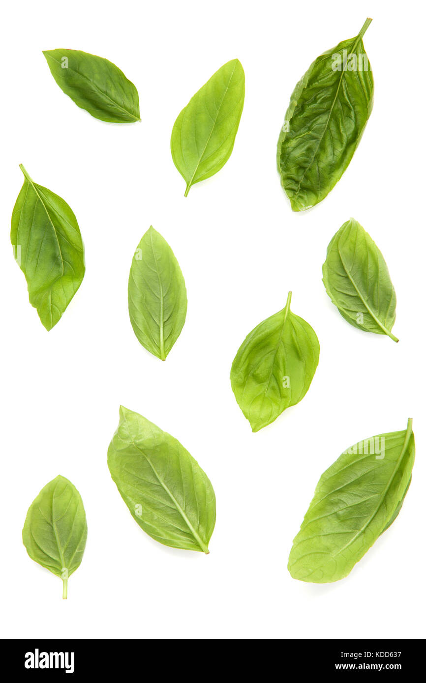 Fresh sweet basil leaves isolated on white background. Sweet basil ...