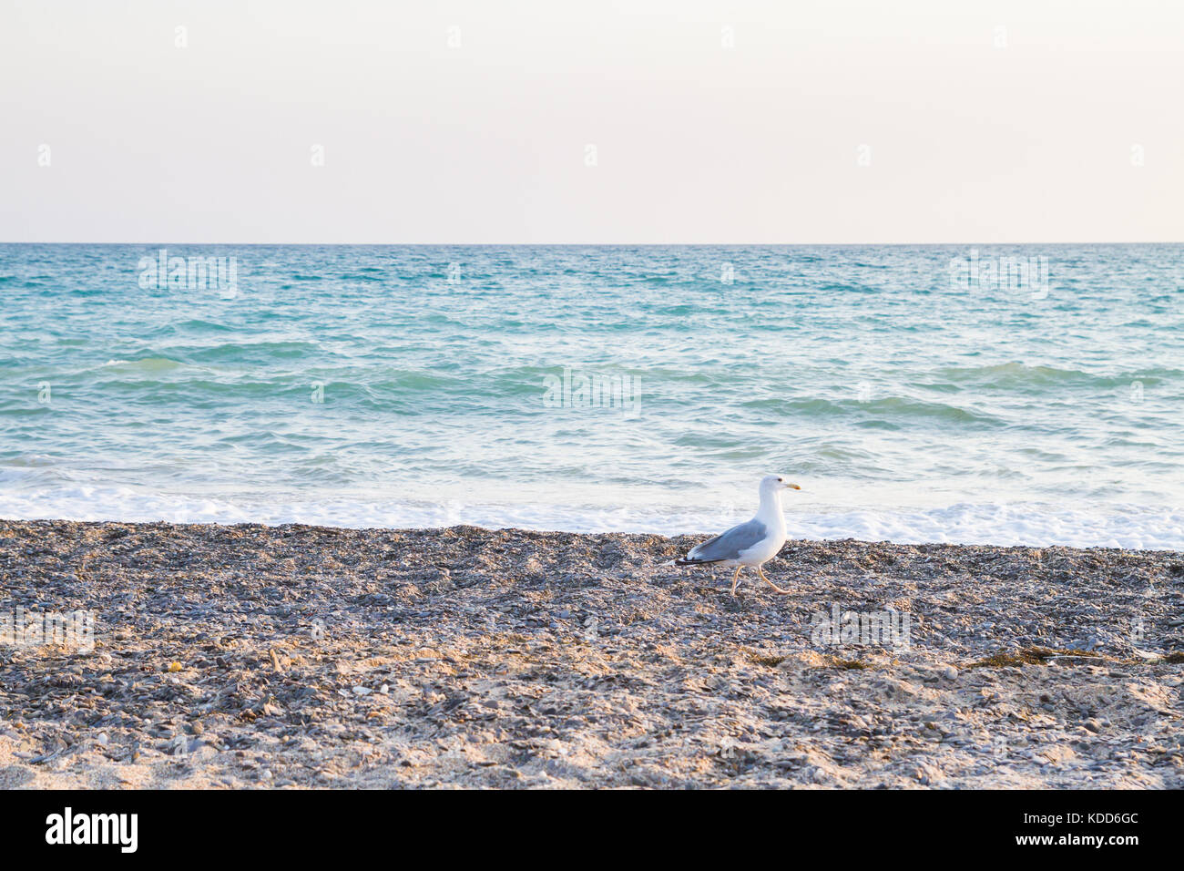 Bird Albatross on the sandy beach in the summer at sunset Stock Photo ...