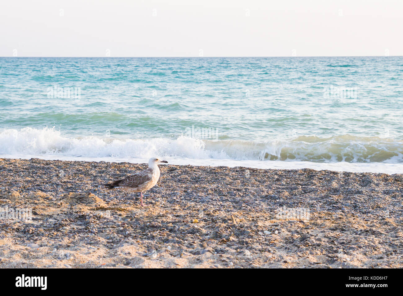 Bird Albatross on the sandy beach in the summer at sunset Stock Photo ...