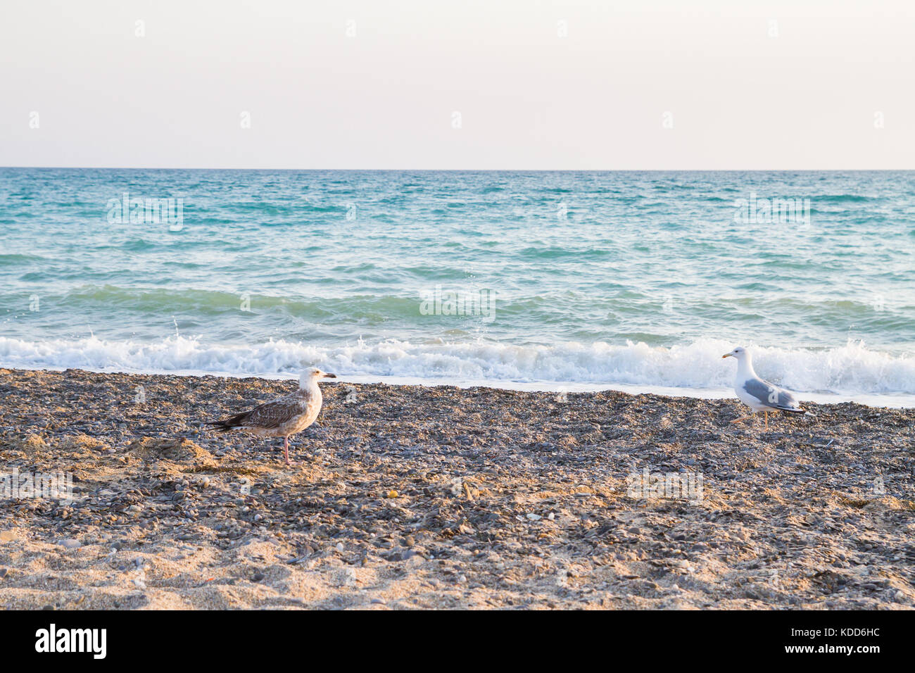 Bird Albatross on the sandy beach in the summer at sunset Stock Photo ...