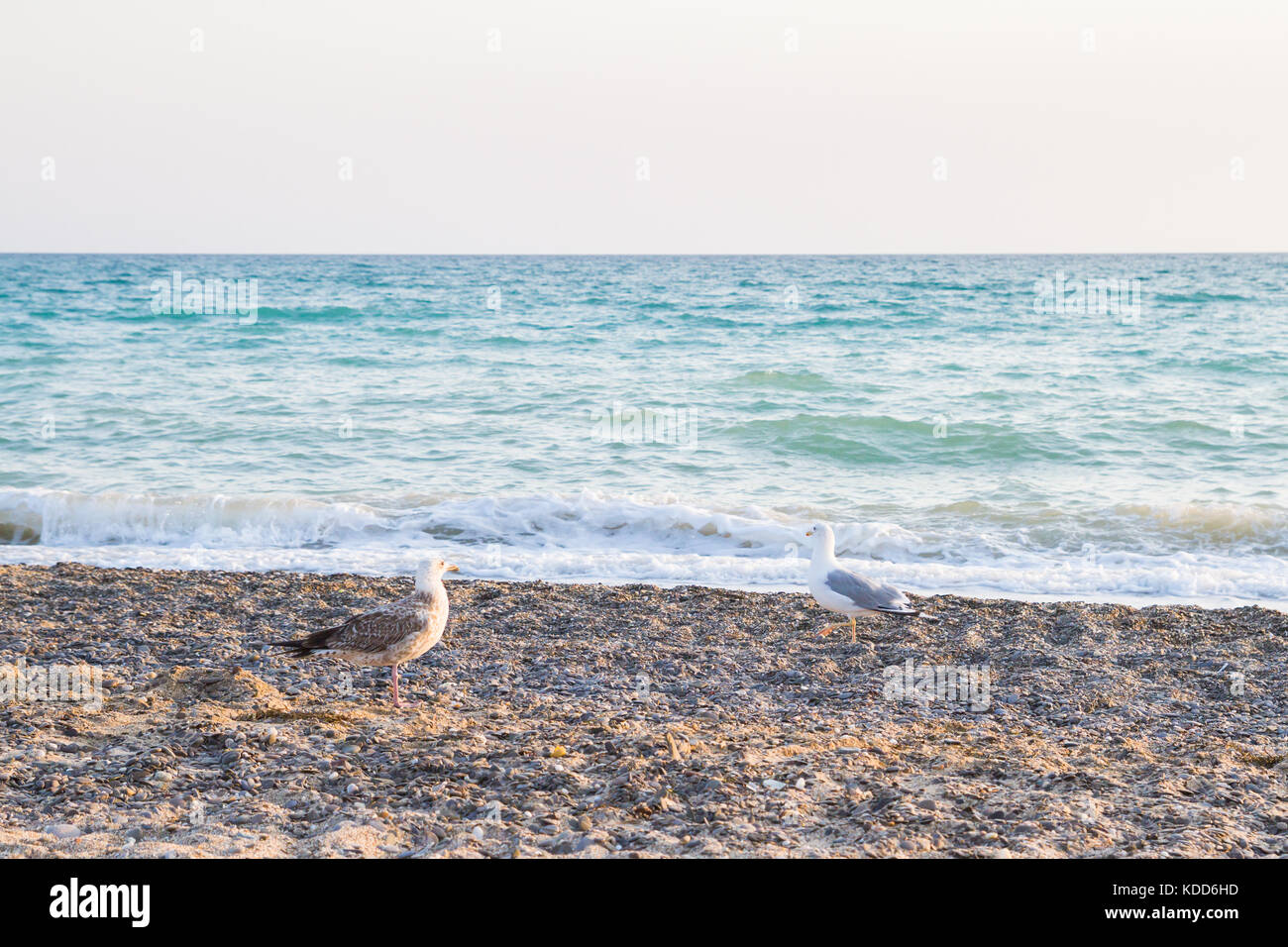 Bird Albatross on the sandy beach in the summer at sunset Stock Photo ...