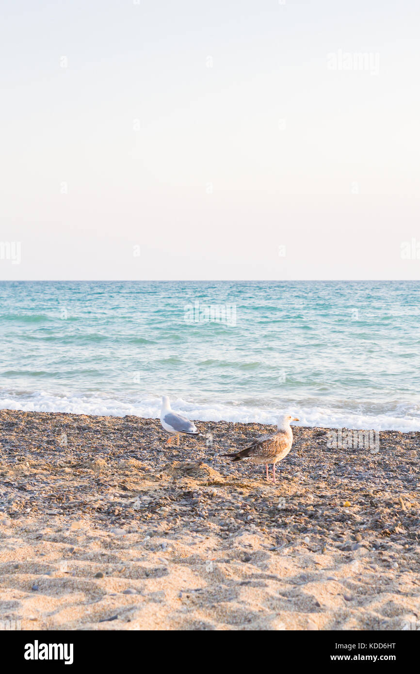 Bird Albatross on the sandy beach in the summer at sunset Stock Photo ...