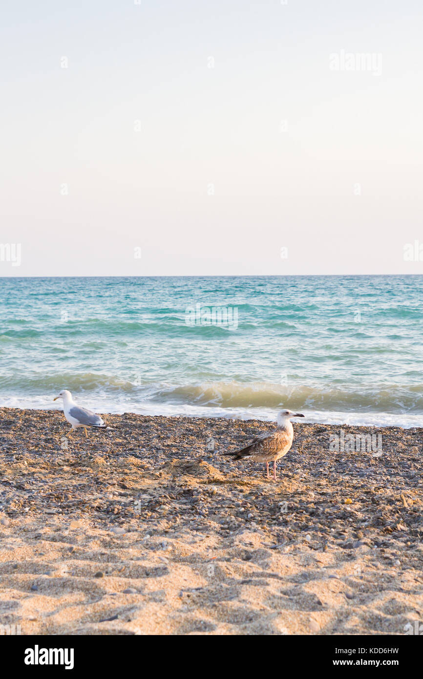Bird Albatross on the sandy beach in the summer at sunset Stock Photo ...
