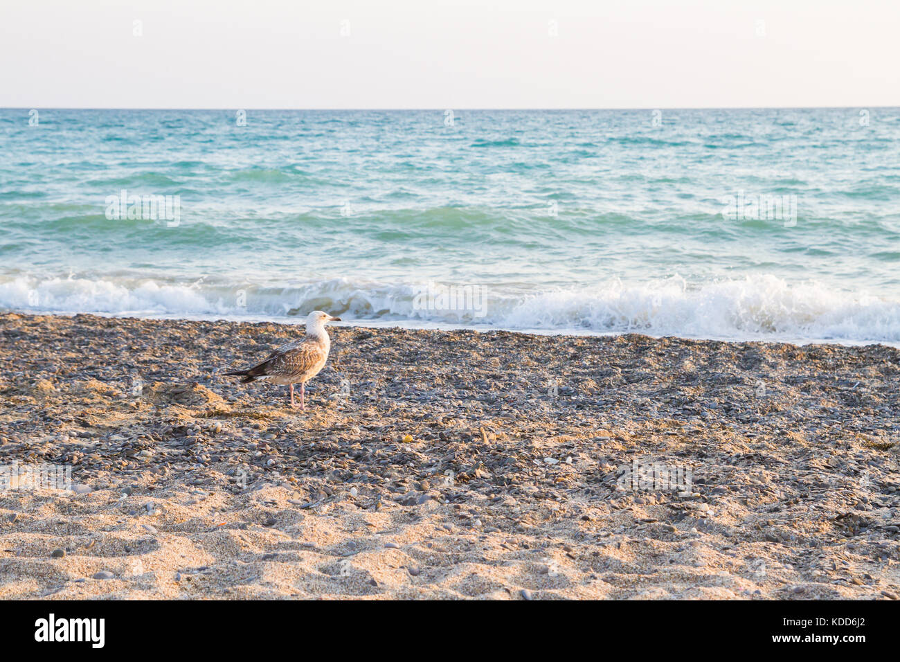 Bird Albatross on the sandy beach in the summer at sunset Stock Photo ...