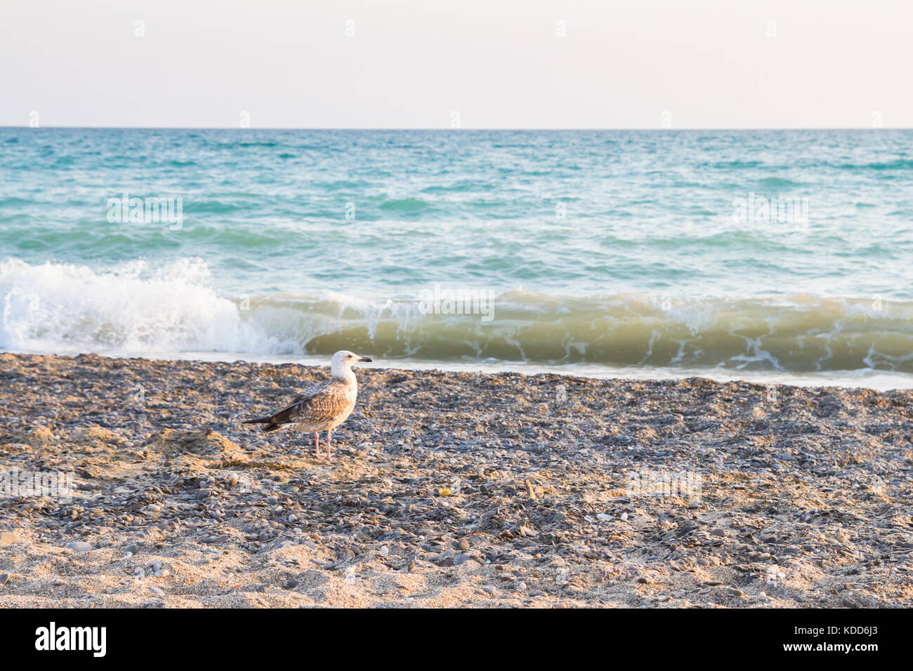 Bird Albatross on the sandy beach in the summer at sunset Stock Photo ...