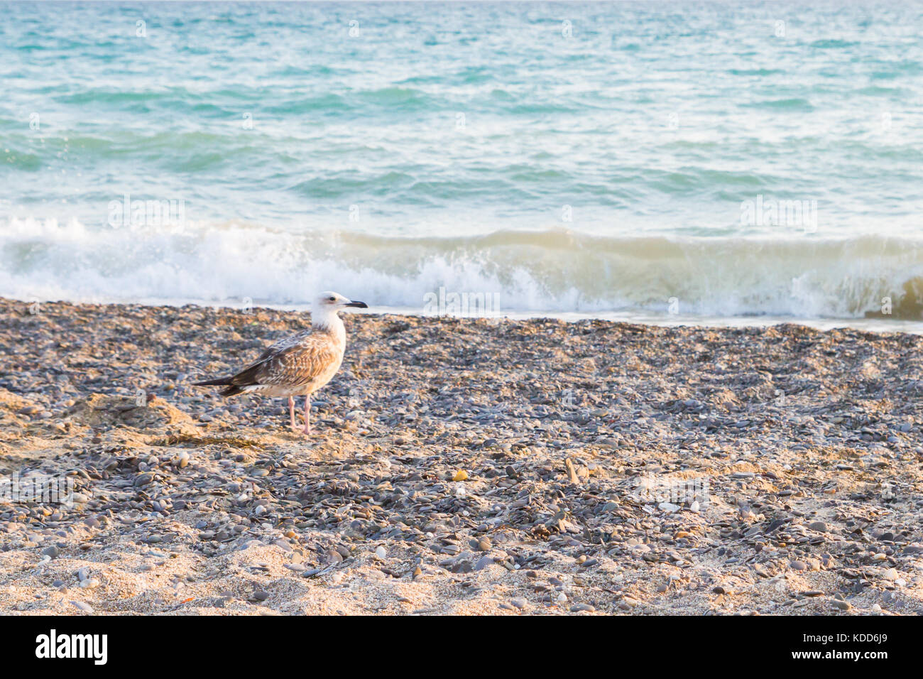 Bird Albatross on the sandy beach in the summer at sunset Stock Photo ...