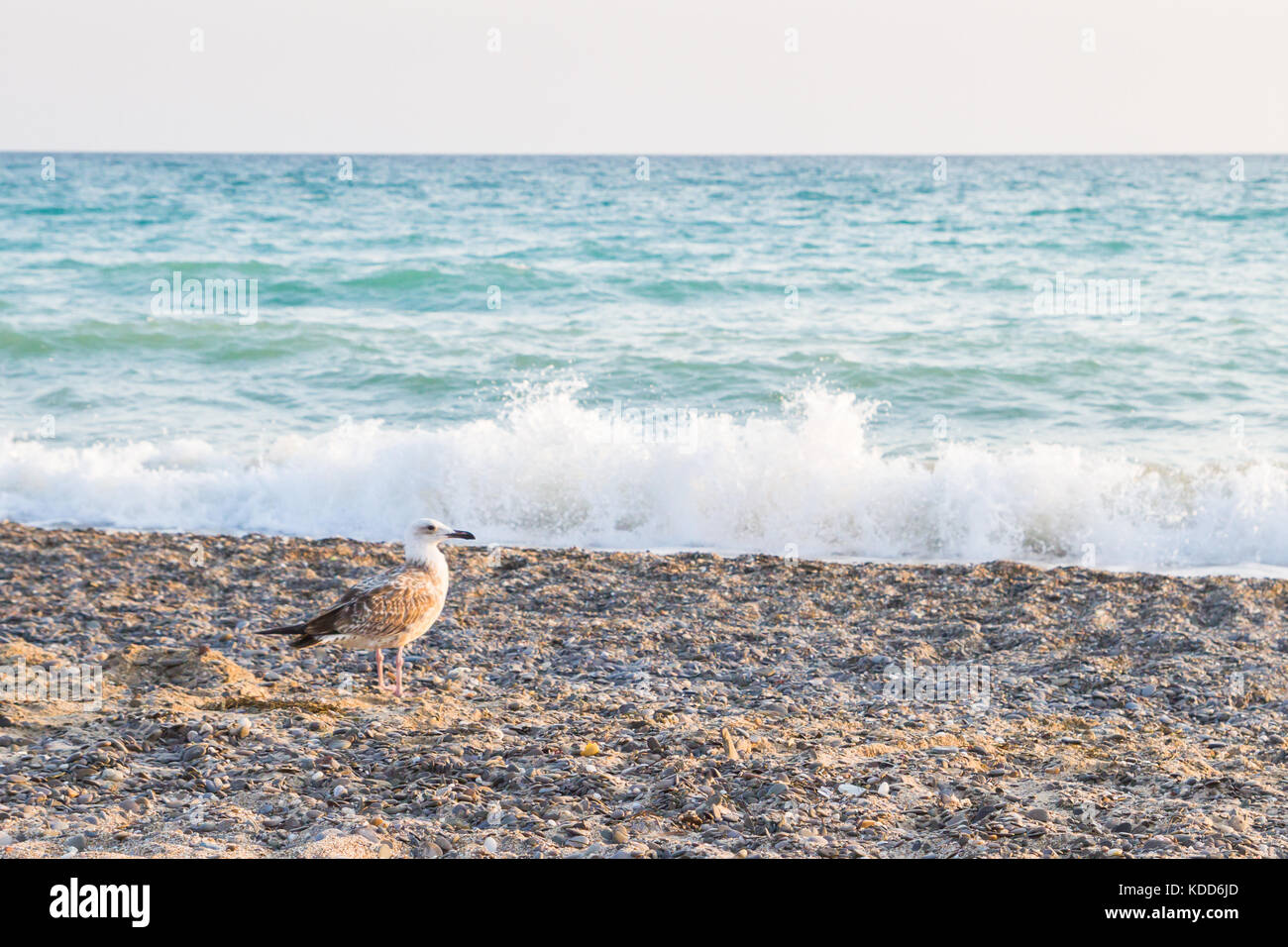 Bird Albatross on the sandy beach in the summer at sunset Stock Photo ...