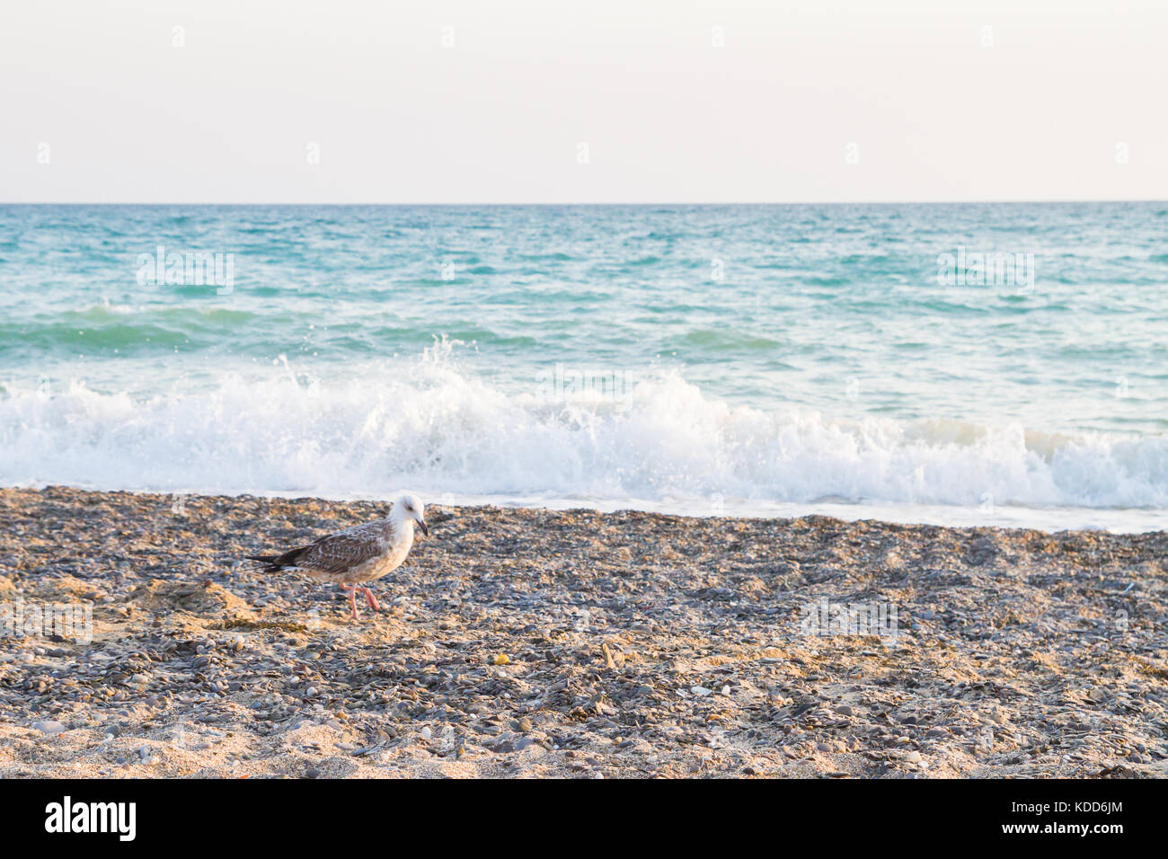 Bird Albatross on the sandy beach in the summer at sunset Stock Photo ...