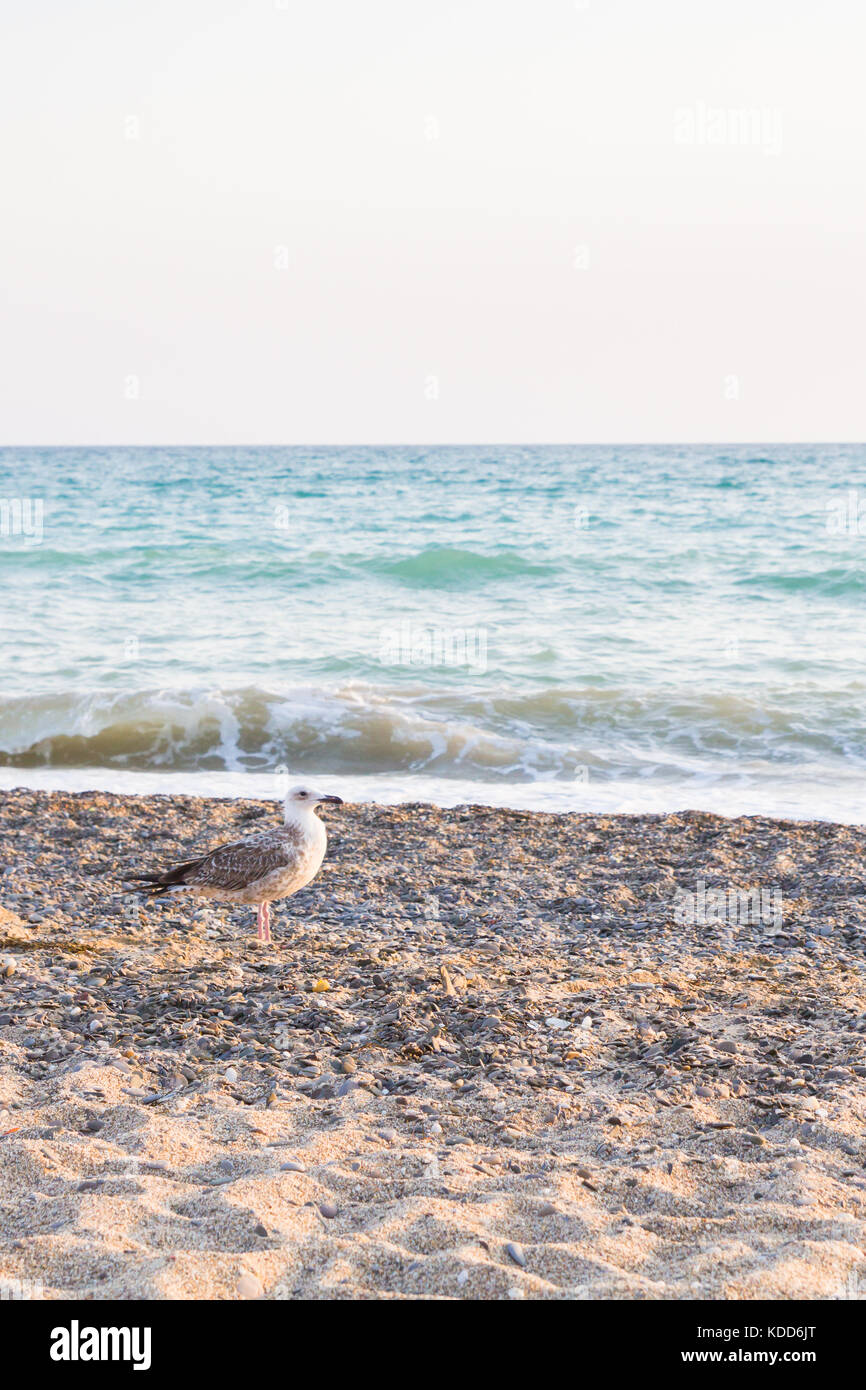 Bird Albatross on the sandy beach in the summer at sunset Stock Photo ...