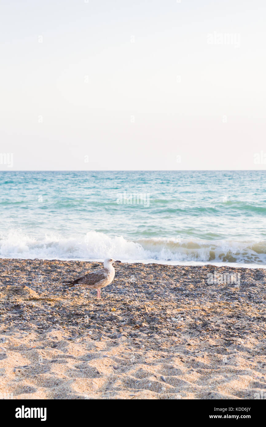 Bird Albatross on the sandy beach in the summer at sunset Stock Photo ...