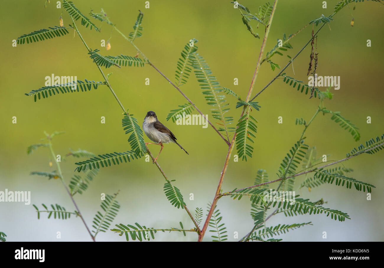 Aggressive looking bird hi-res stock photography and images - Alamy