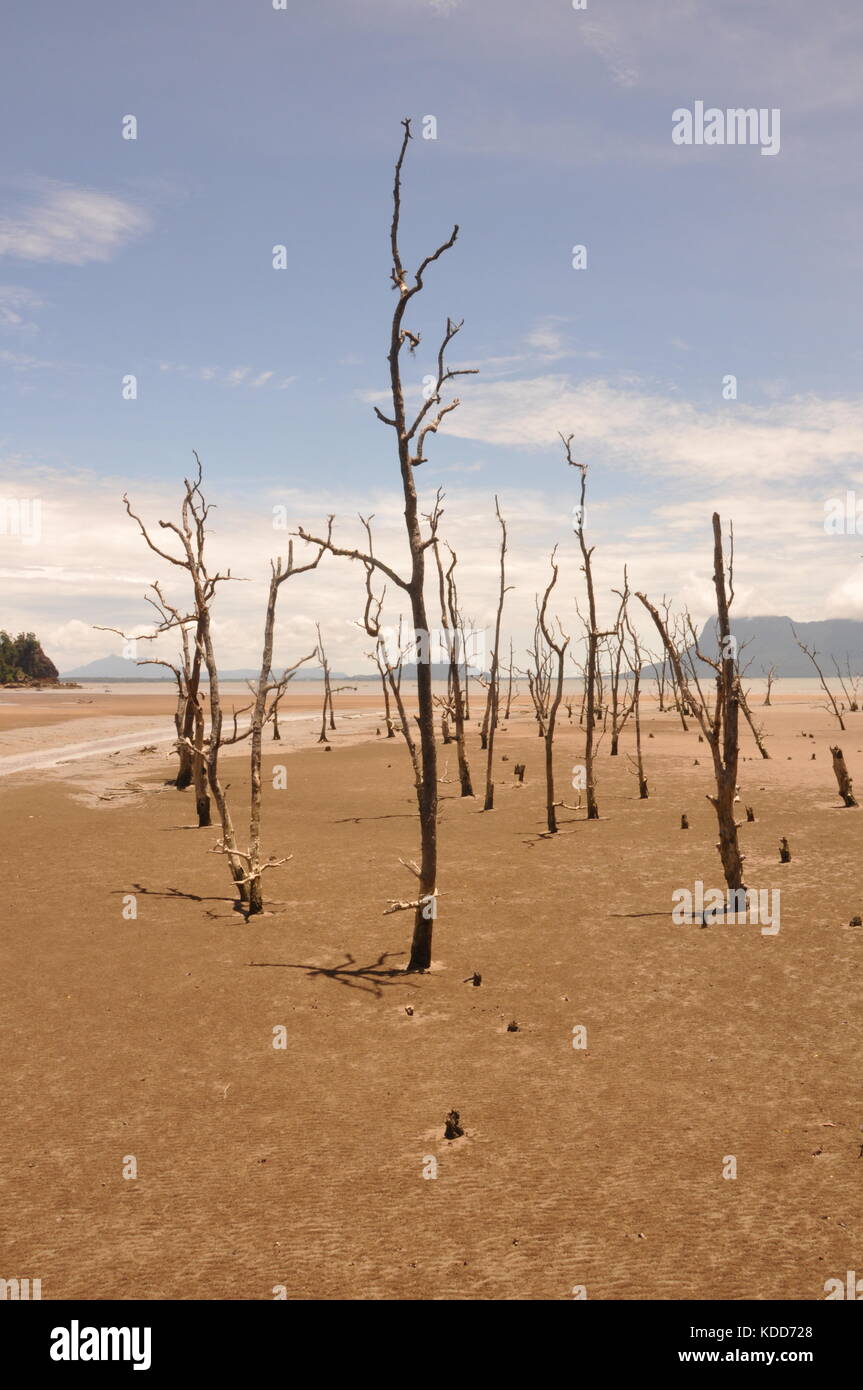 Rising sea Levels kill trees along the shore line in Kuching Borneo ...