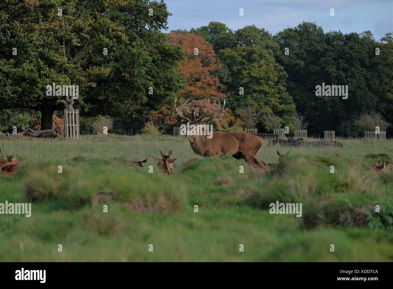 wild red deer rutting season Stock Photo - Alamy