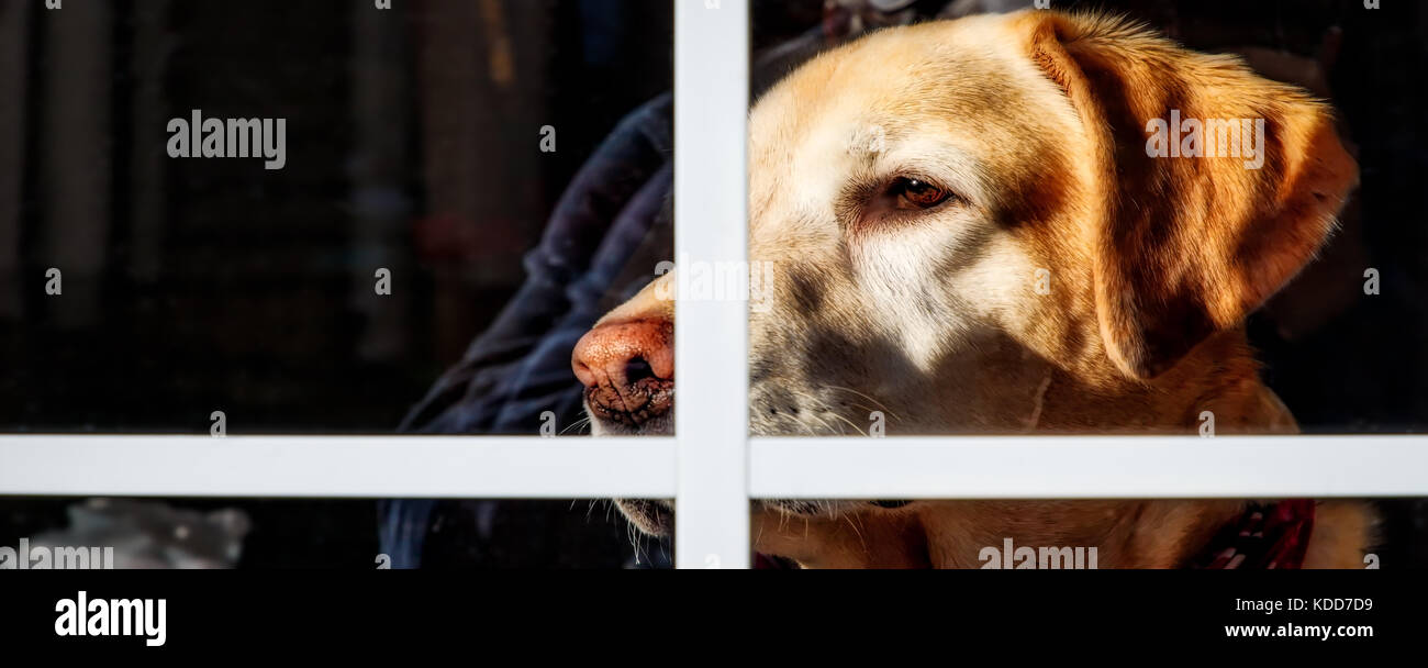 A Yellow Labrador looking out the window keeping a watchful eye Stock ...