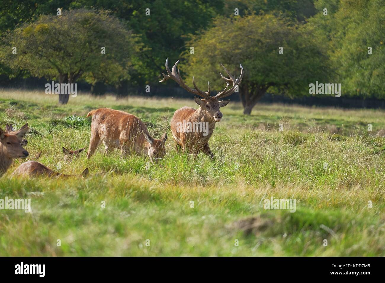 red deer mating seasons Stock Photo - Alamy